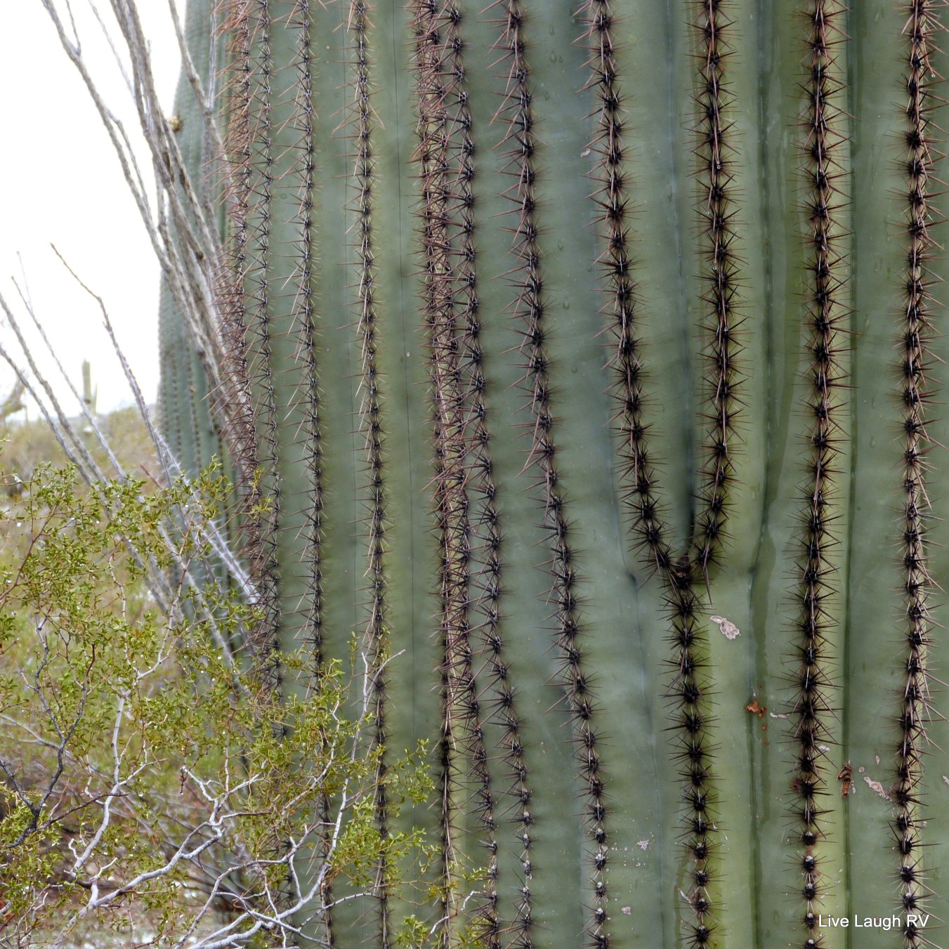 Southwest Chicken Soup and the Saguaro Cactus – Live Laugh RV