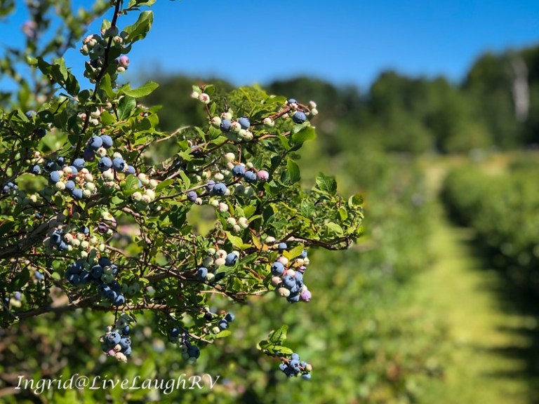 A Love Affair with Blueberries – Live Laugh RV